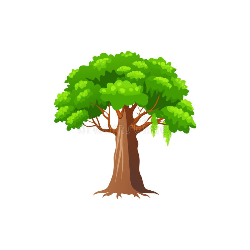 Broadleaf Branches Stock Illustrations – 96 Broadleaf Branches Stock ...