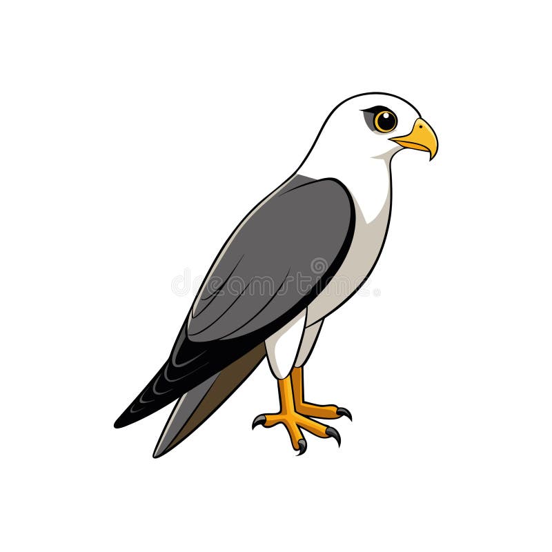 Elanus Stock Illustrations – 9 Elanus Stock Illustrations, Vectors ...