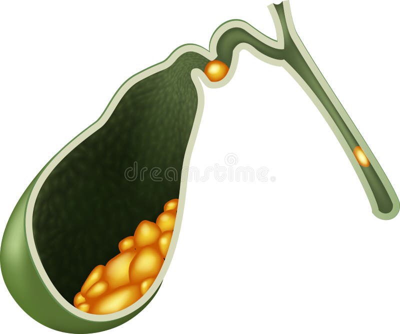 Gallbladder Animation