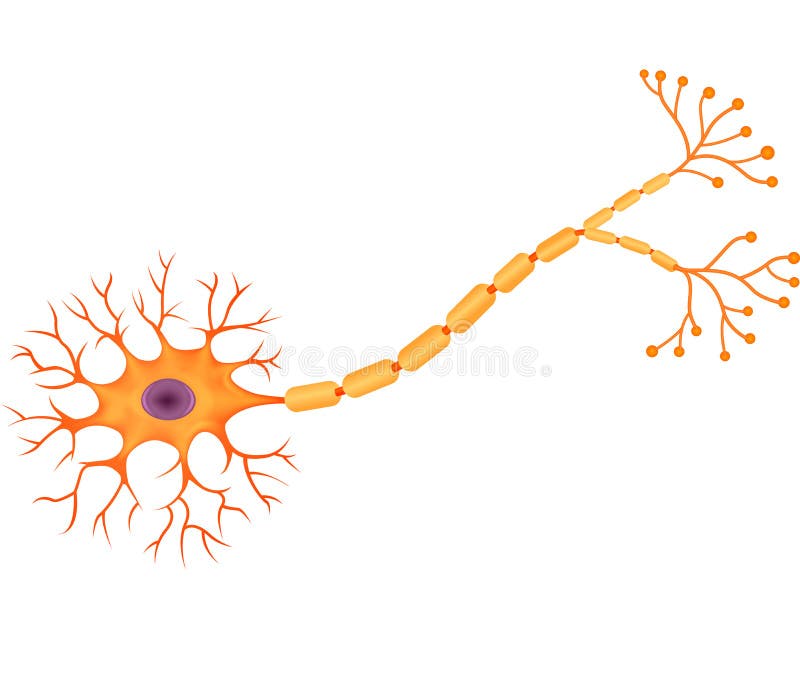 Diagram Of Neuron Anatomy Stock Vector Illustration Of Diagram Of Neuron Anatomy Stock Vector Illustration Of