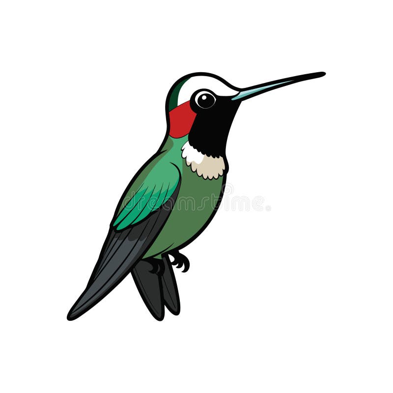 Cartoon Ruby-throated Hummingbird Illustration on a White Background ...