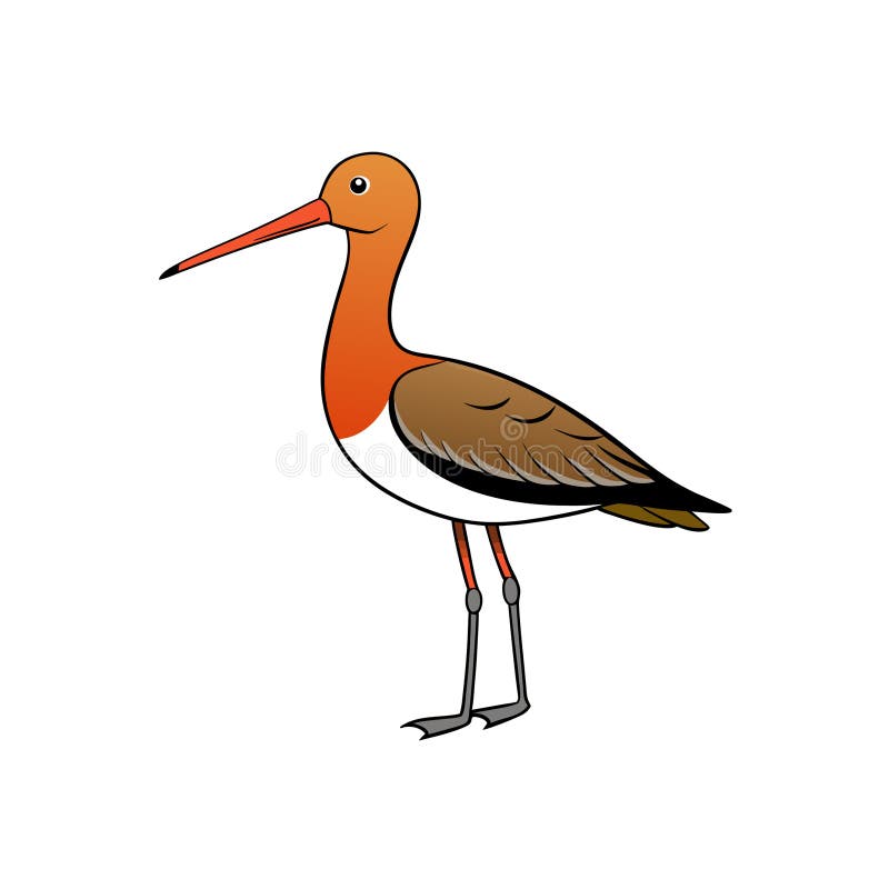 Cartoon Illustration of a Standing Black-Tailed Godwit Bird Stock Photo ...