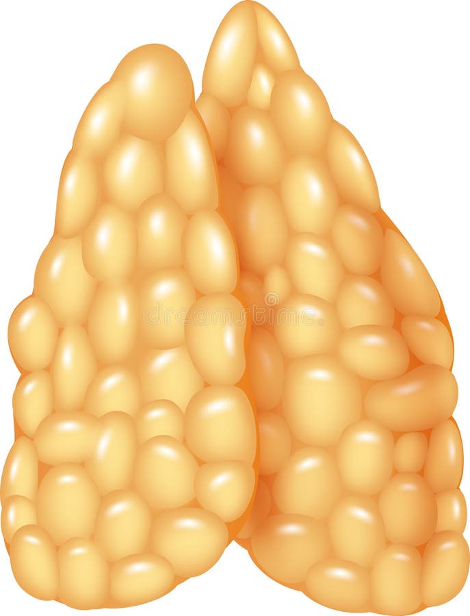 Cartoon Illustration of Large and Small Intestine Stock Vector ...