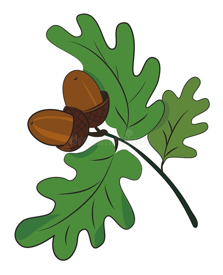 Limited Edition Exclusive Cartoon Acorn Cartoon Acorn