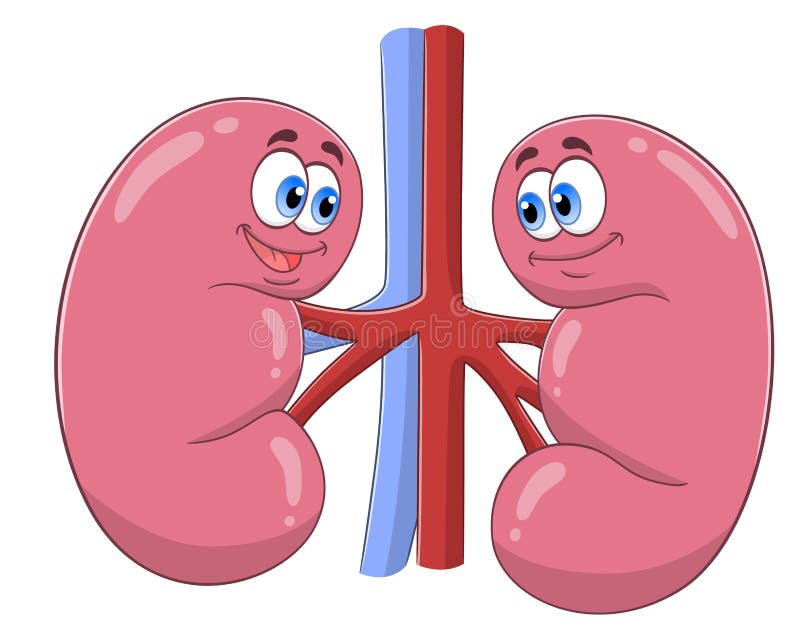 Cartoon kidneys stock vector. Illustration of medicine - 84865296