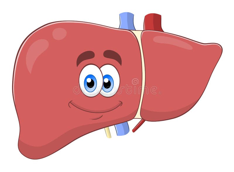 Cartoon liver stock vector. Illustration of humor, smiling - 84835334