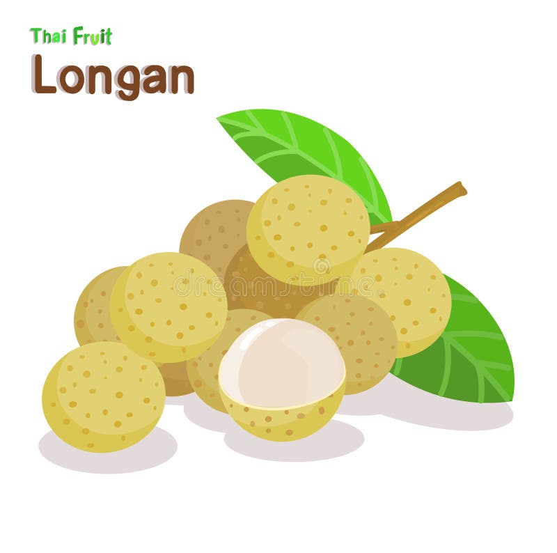 Cartoon Longan Thai Fruit Character Vector. Stock Vector - Illustration ...
