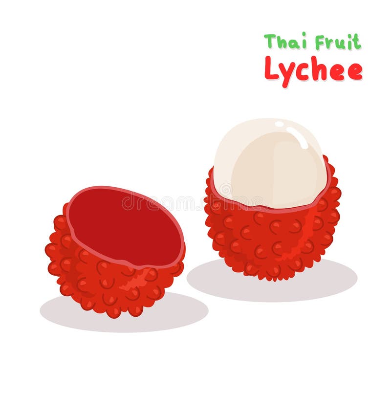 Cartoon Lychee Vector on Background. Stock Vector - Illustration of ...