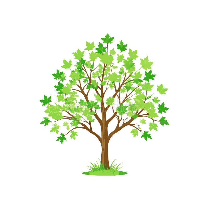 Cartoon Maple Tree Illustration with Green Leaves on a White Background ...