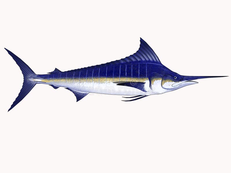 Cartoon Marlin stock illustration. Illustration of rendering - 5240985