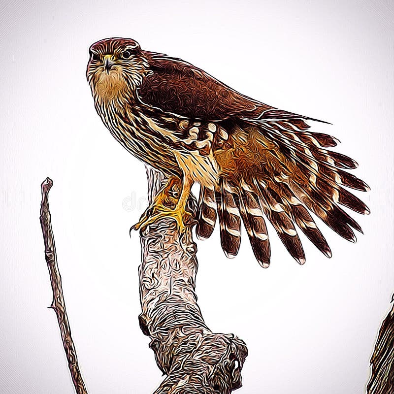 Merlin Stock Illustrations – 1,790 Merlin Stock Illustrations, Vectors ...