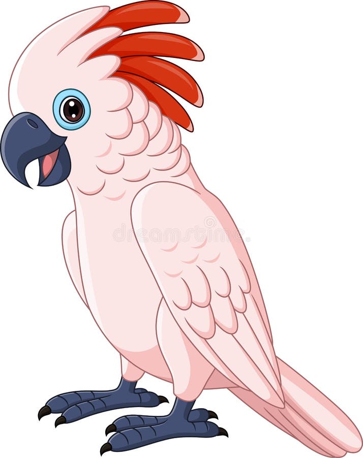 Cartoon Moluccan Cockatoo Parrot on White Background Stock Vector ...