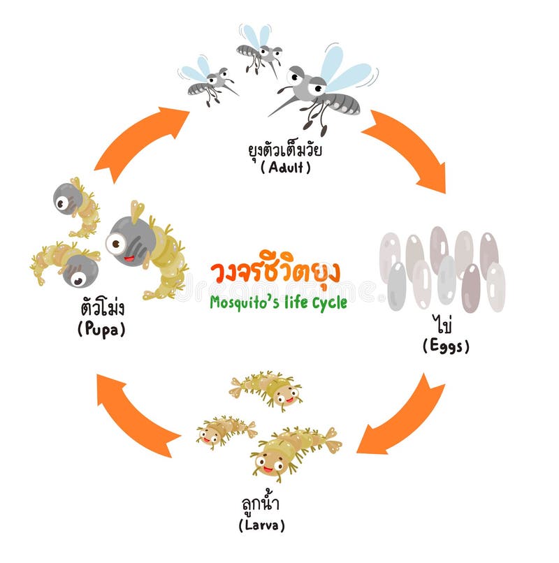 The Mosquito’s Life Cycle Vector. Stock Vector - Illustration of ...