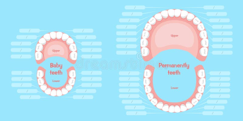 Baby tooth eruption chart stock vector. Illustration of floss - 127973949