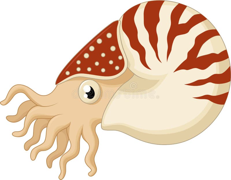 Cartoon nautilus stock vector. Illustration of ocean - 45855900