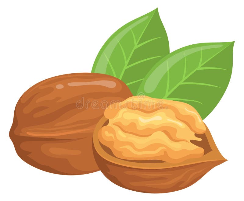 Cartoon Nut Icon. Walnut in Shell Stock Vector - Illustration of ...