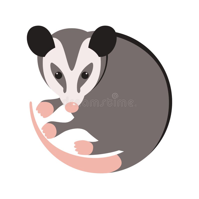 Possum. Flat Cartoon Vector Illustration Stock Vector - Illustration of ...