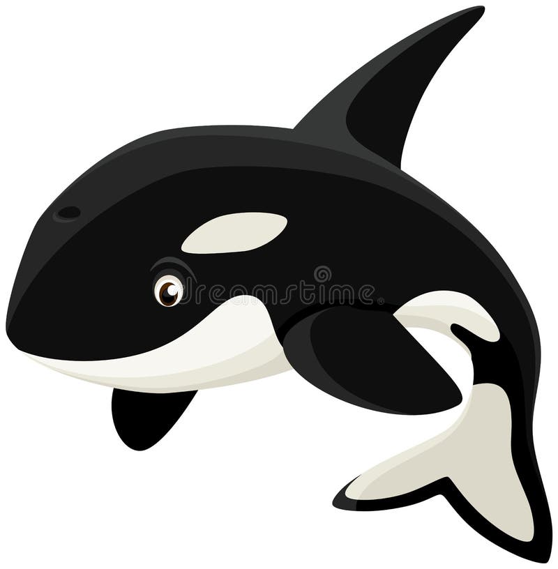 Cartoon Orca Colorful Illustration Happy Underwater Whale Swimming in ...