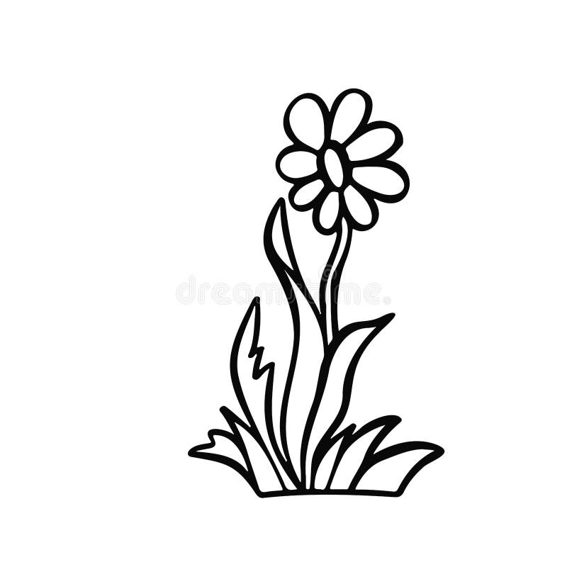 Cartoon Outline Plant Flower Chamomile and Vector Illustration Stock ...