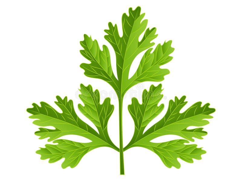 Parsley Cartoon Clipart