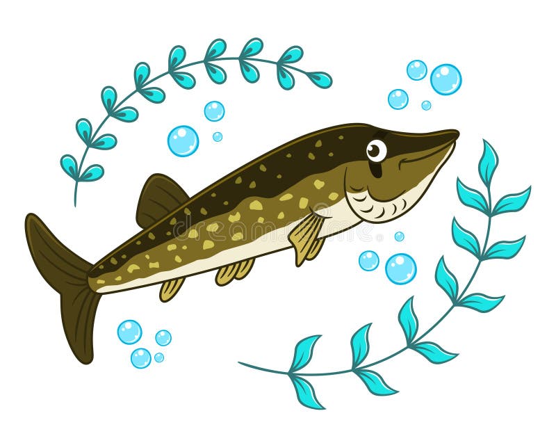 Cartoon pike and seaweed stock vector. Illustration of animal - 153287766