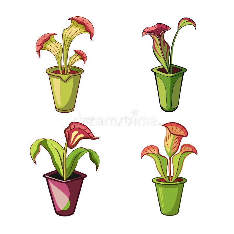 Cartoon Pitcher Plant in a Green Pot Stock Vector - Illustration of ...