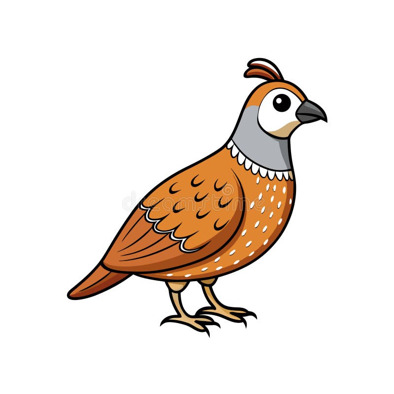 Cartoon Quail Illustration Standing on White Background Profile View ...