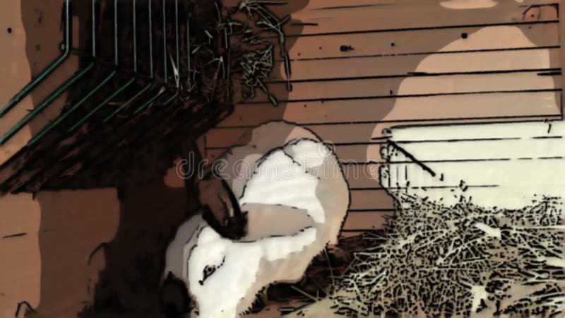 Cartoon Rabbits in Rabbit - Hutch Stock Footage - Video of home, close ...