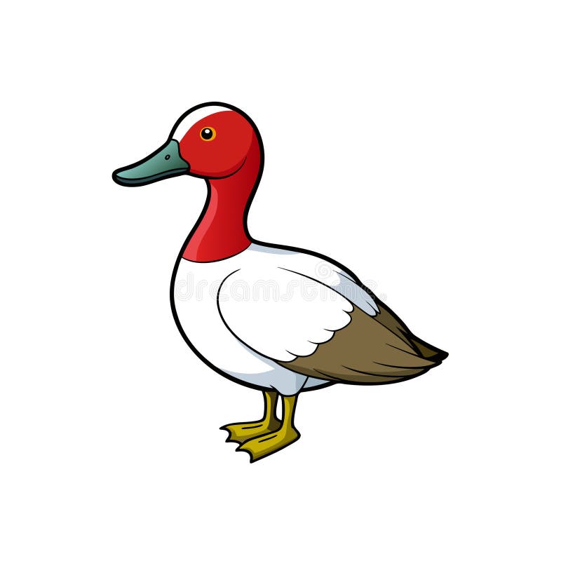 Cartoon Redhead Duck Illustration in Side View on White Stock ...