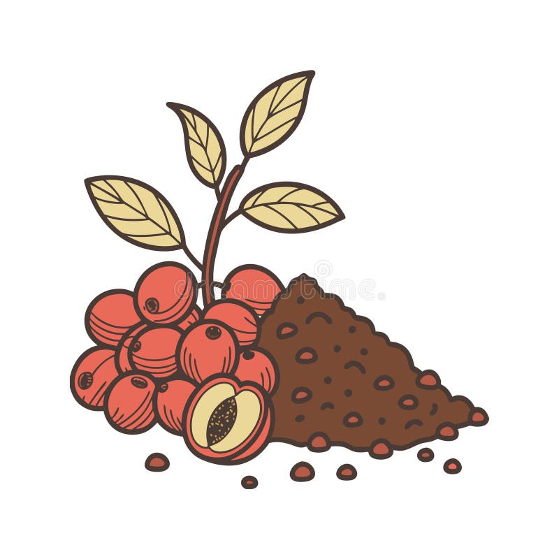 Cartoon Rendering of Coffee Cherries and Coffee Grounds Illustration ...