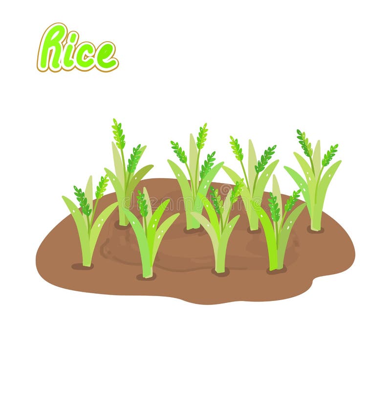 Cartoon Rice Vector on Background. Stock Vector - Illustration of farm ...