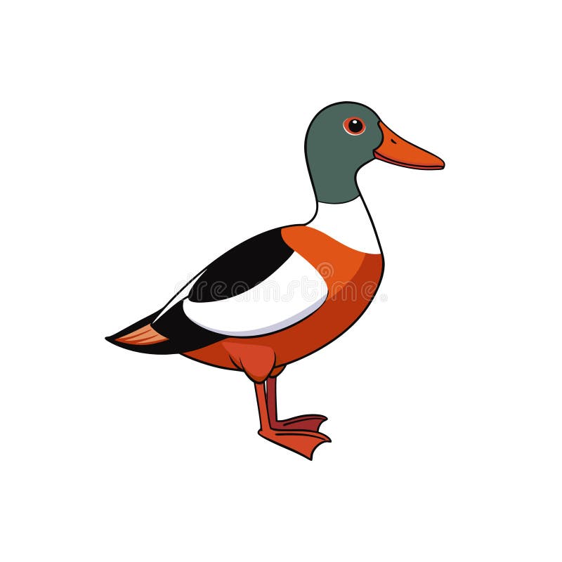 Shelduck Standing Stock Illustrations – 12 Shelduck Standing Stock ...