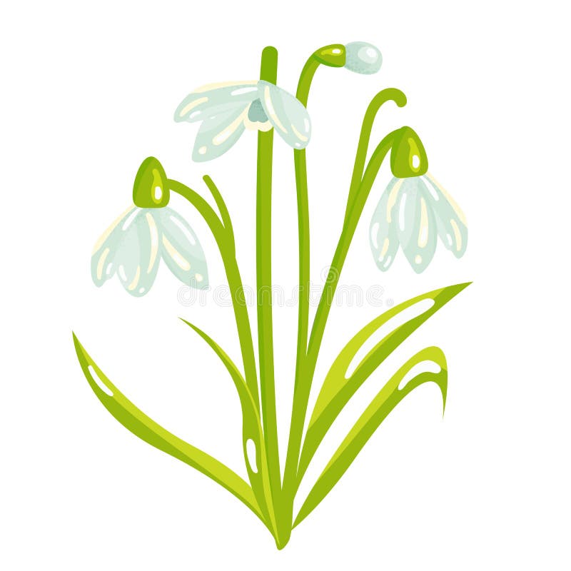 Cartoon Snowdrop Spring Flower Illustration Stock Vector - Illustration ...