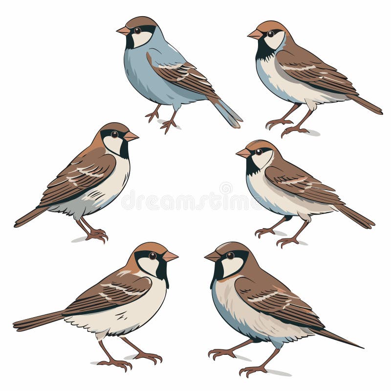 Cartoon Sparrow Birds Vector Color Collection Set Stock Vector ...