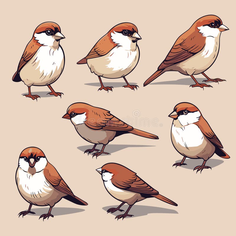 Cartoon Sparrow Birds Vector Color Collection Set Stock Vector ...