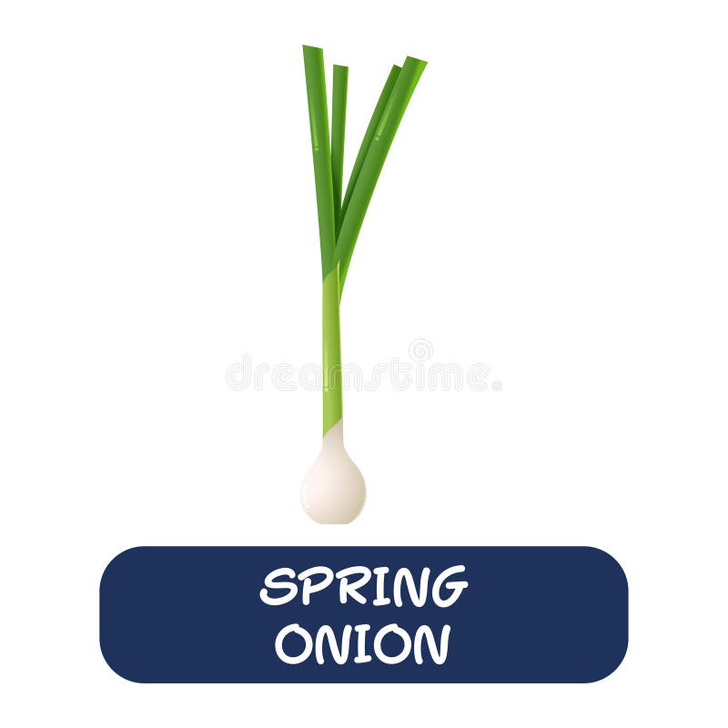 Spring Onion Cartoon Stock Illustrations – 905 Spring Onion Cartoon ...