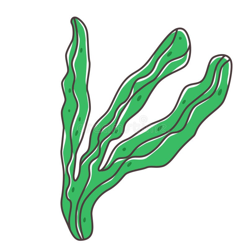 Cartoon style algae stock vector. Illustration of produce - 347514524