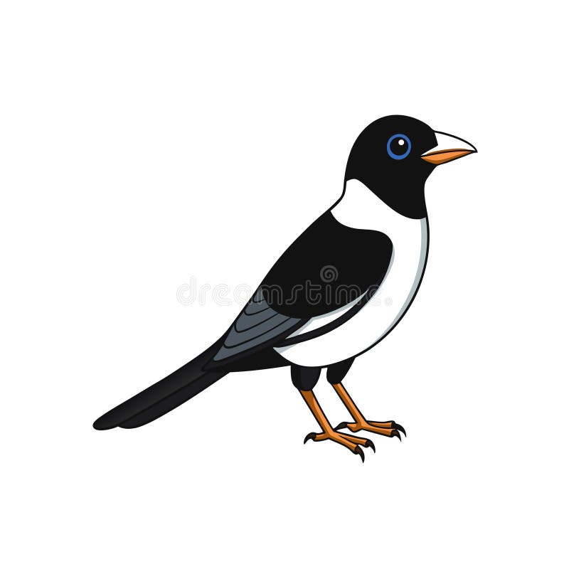 Cartoon Style Magpie Vector Art on White Background Graphic Stock Image ...