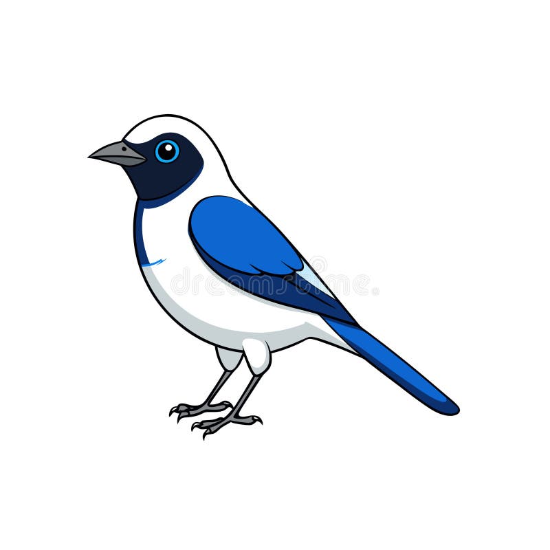 Cartoon Stylized Blue Scrub Jay Standing Isolated on White Stock ...
