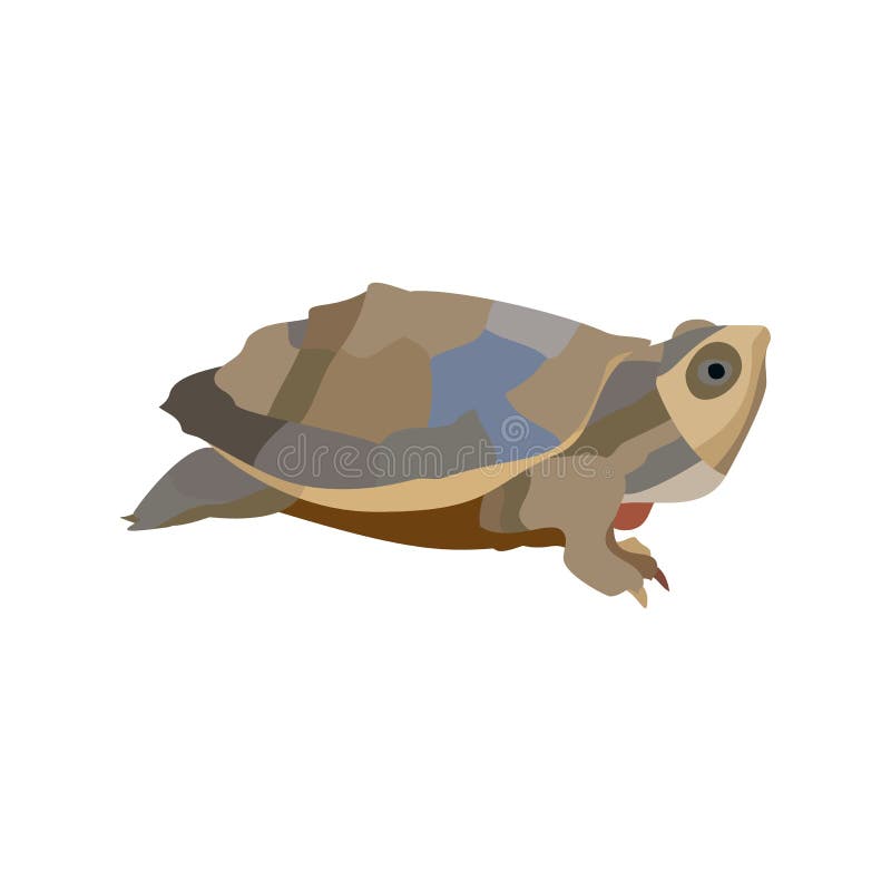 Cartoon Turtle Isolated on White Background. Vector Stock Vector ...