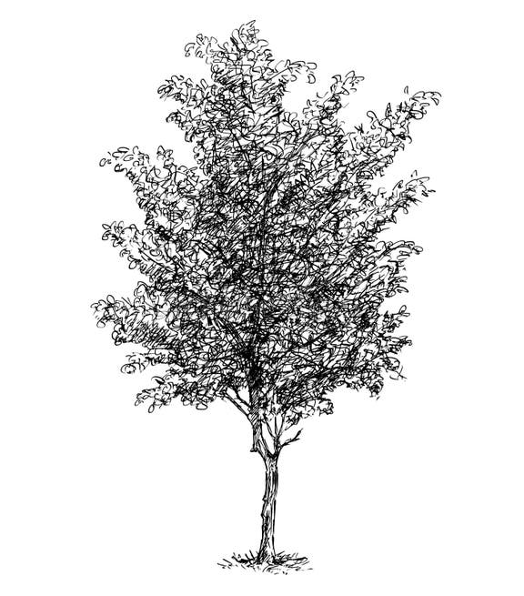 Cartoon Vector Drawing of Beech Tree Stock Vector - Illustration of ...