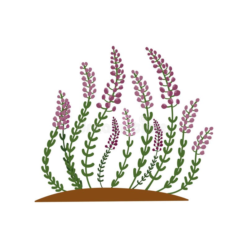 Cartoon Vector Illustration Pumpkin with Leaves Isolated on White ...