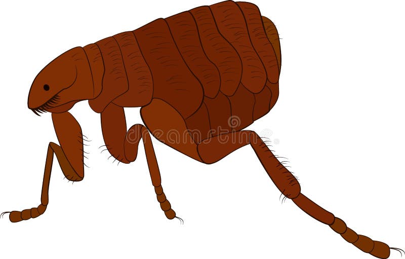 Cartoon Flea Stock Illustrations – 1,398 Cartoon Flea Stock ...