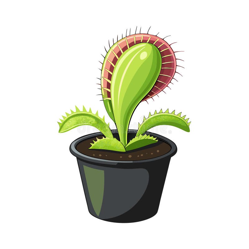 Cartoon Venus Flytrap in a Pot, Botanical Illustration, Carnivorous ...
