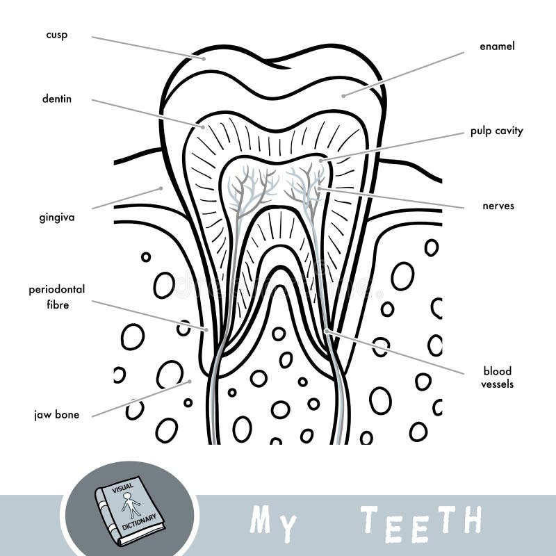 Parts of a tooth diagram stock vector. Illustration of body - 119158784