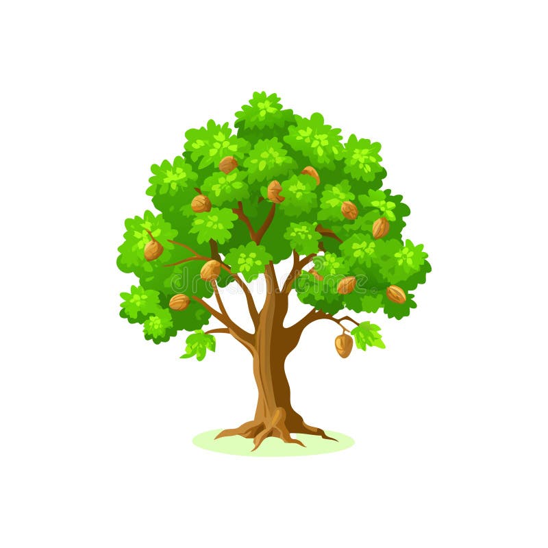 Cartoon Walnut Isolated Illustration Stock Illustration - Illustration ...