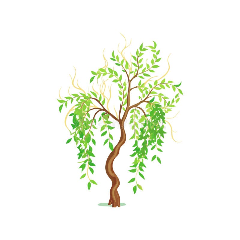 Cartoon Weeping Willow Tree Illustration with Green Leaves and Curvy ...