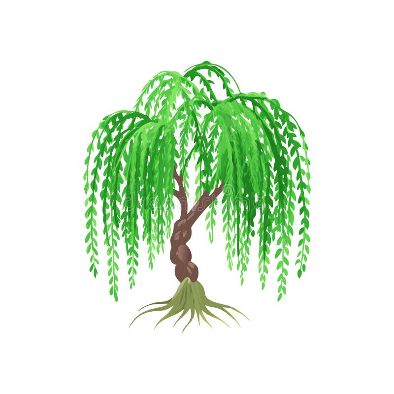 Cartoon Weeping Willow Tree Illustration - Isolated Vector Image on ...