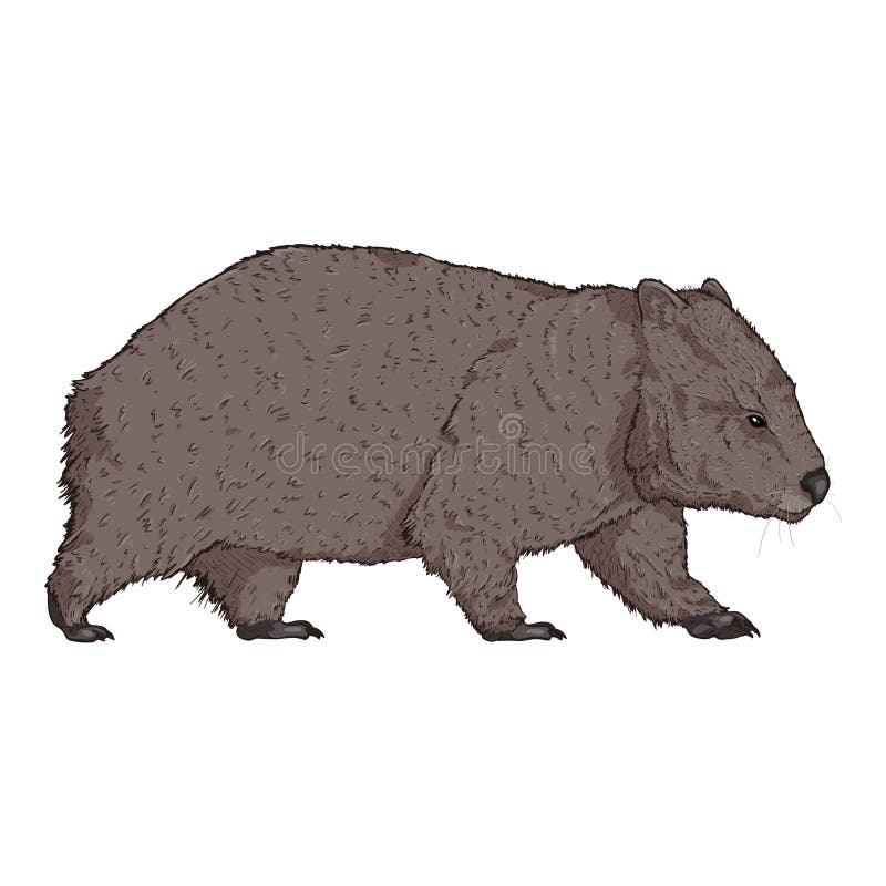 Cartoon Wombat Stock Illustrations – 1,437 Cartoon Wombat Stock ...