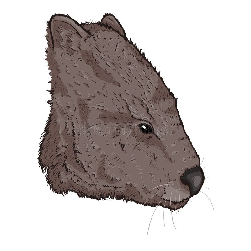 Cartoon Wombats Head Isolated Illustration Stock Vector - Illustration ...
